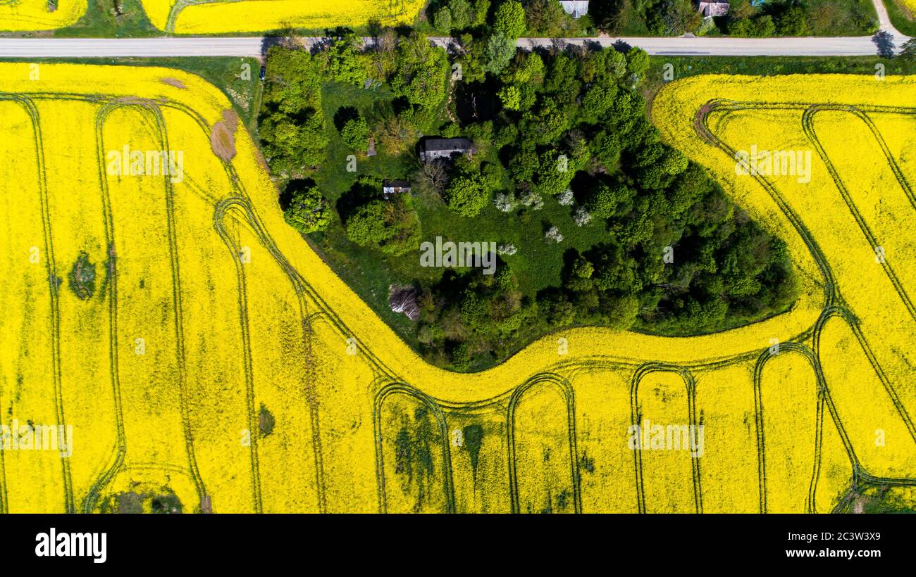 Rapseed fields hi-res stock photography and images - Alamy