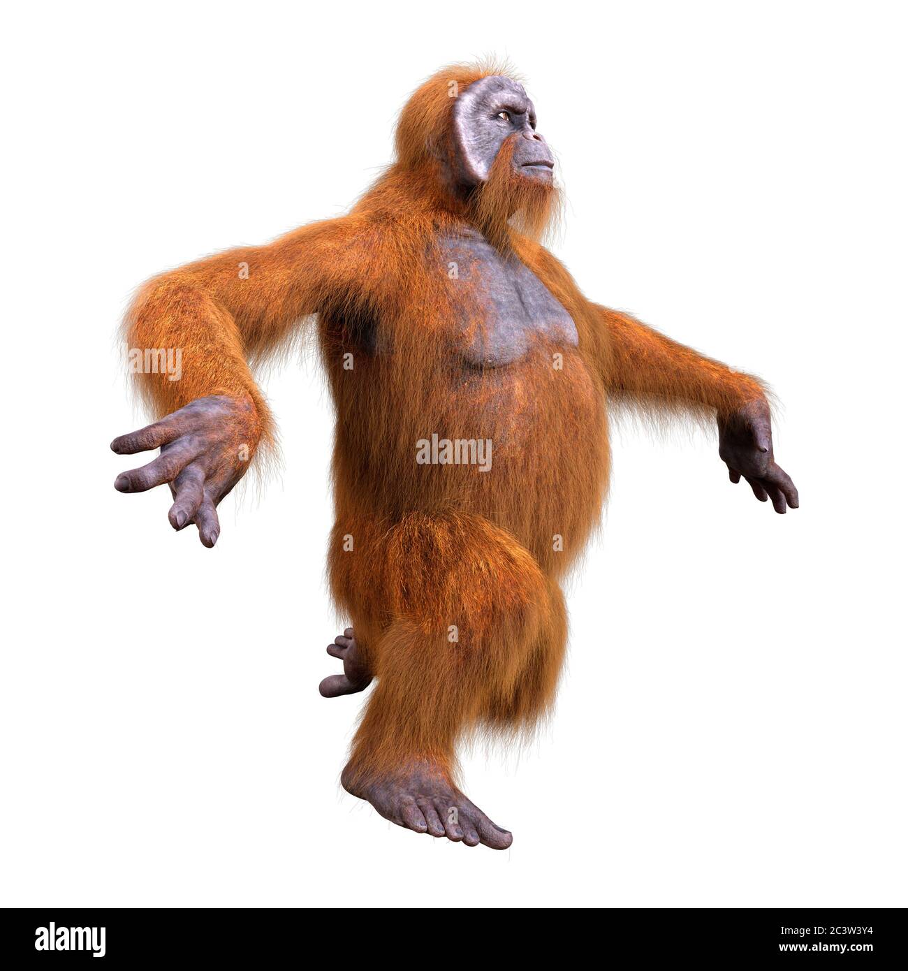 Orang utan zoo Cut Out Stock Images & Pictures - Alamy