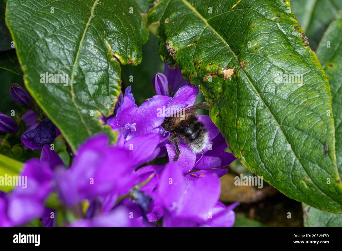 Ginger bumble bee hi-res stock photography and images - Alamy