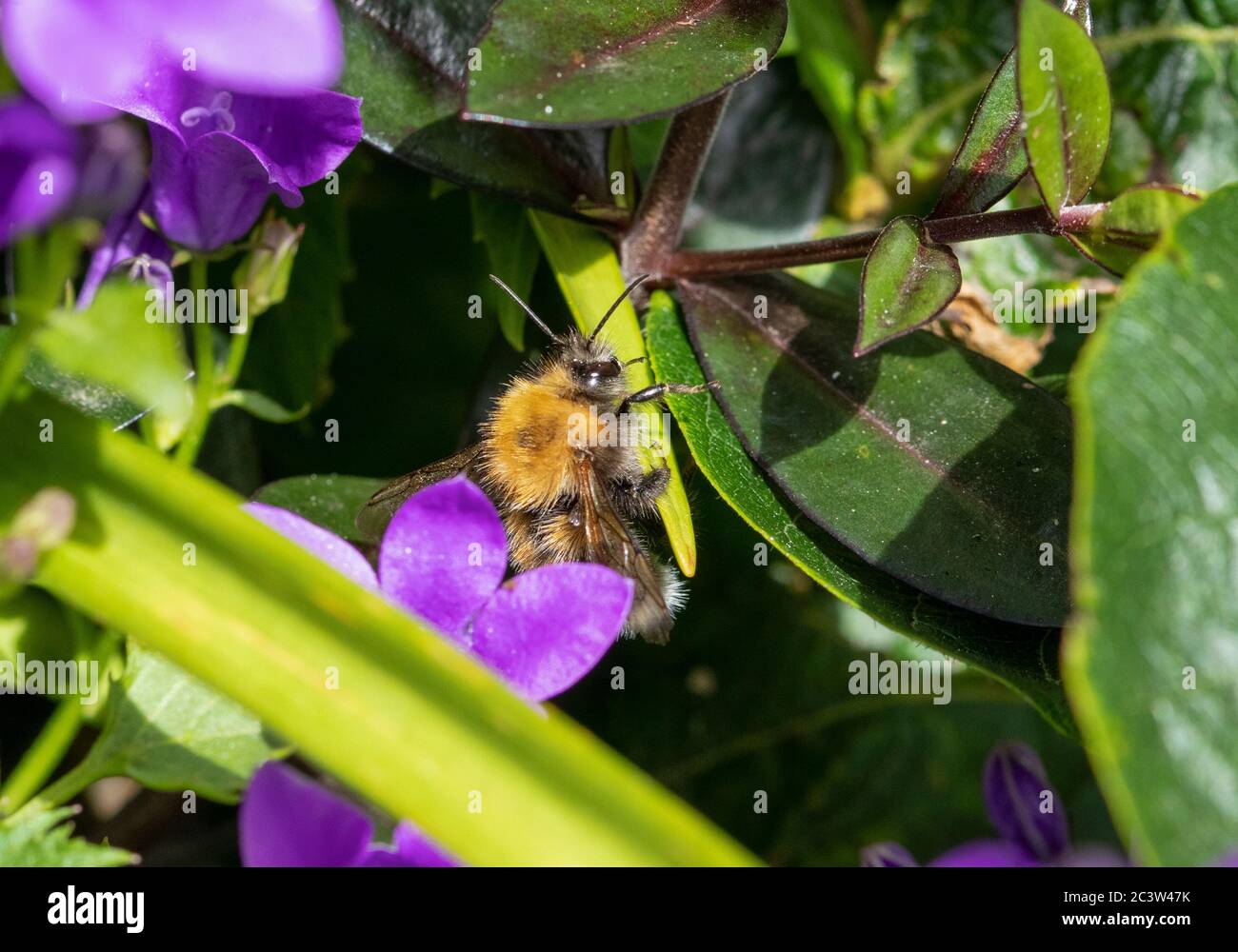 Tree Bumblebee on Campanula Stock Photo - Alamy