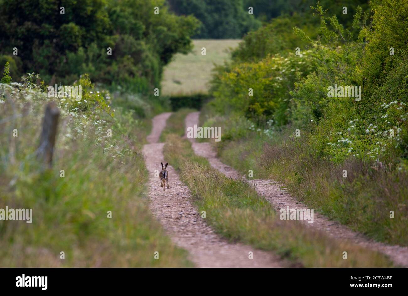 Country hare hi-res stock photography and images - Alamy