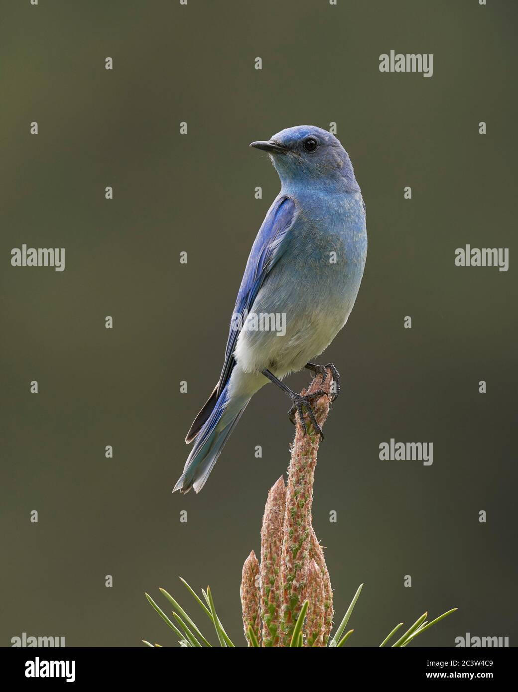 Mountain Bluebird (Sialia currucoides), Sierra County California Stock ...