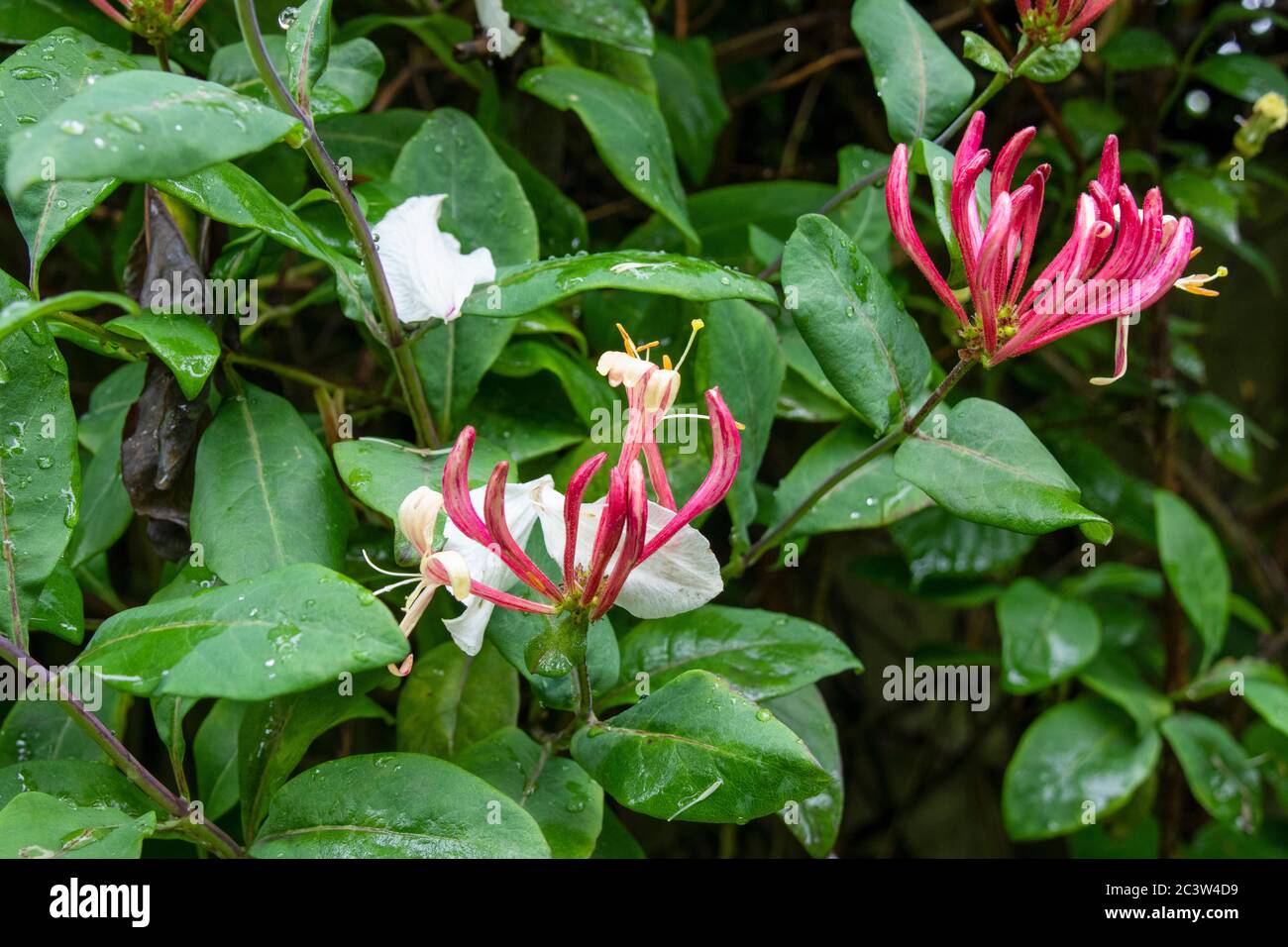 Pink honeysuckle flower hi-res stock photography and images - Alamy