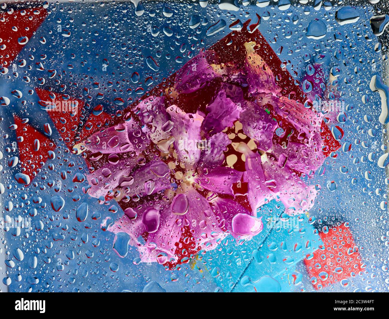 Digitalis (foxglove) petals and pronounced water droplets, beauty in ...