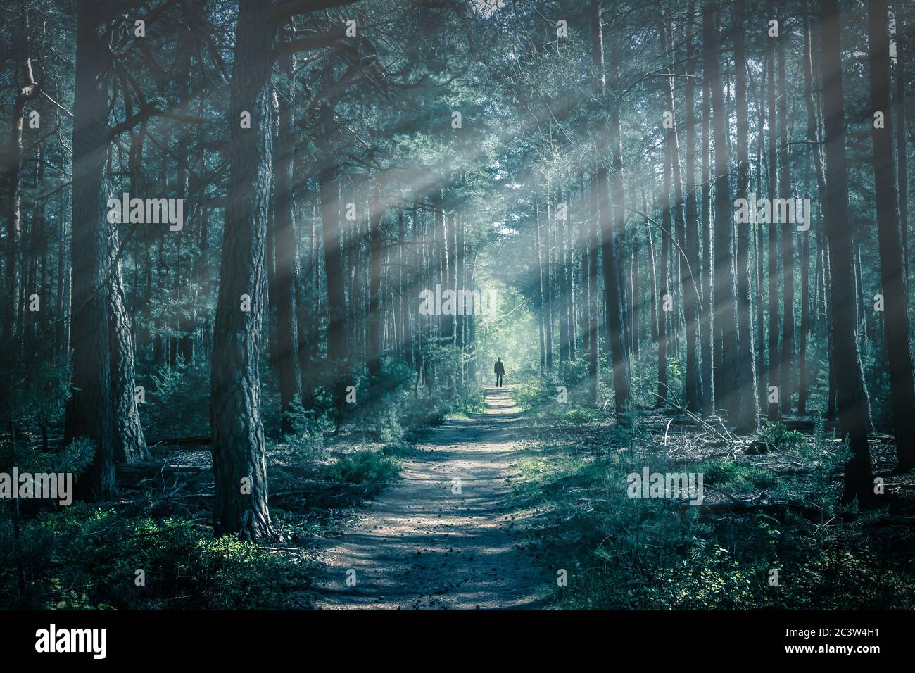 Misty spooky dark forest hi-res stock photography and images - Alamy