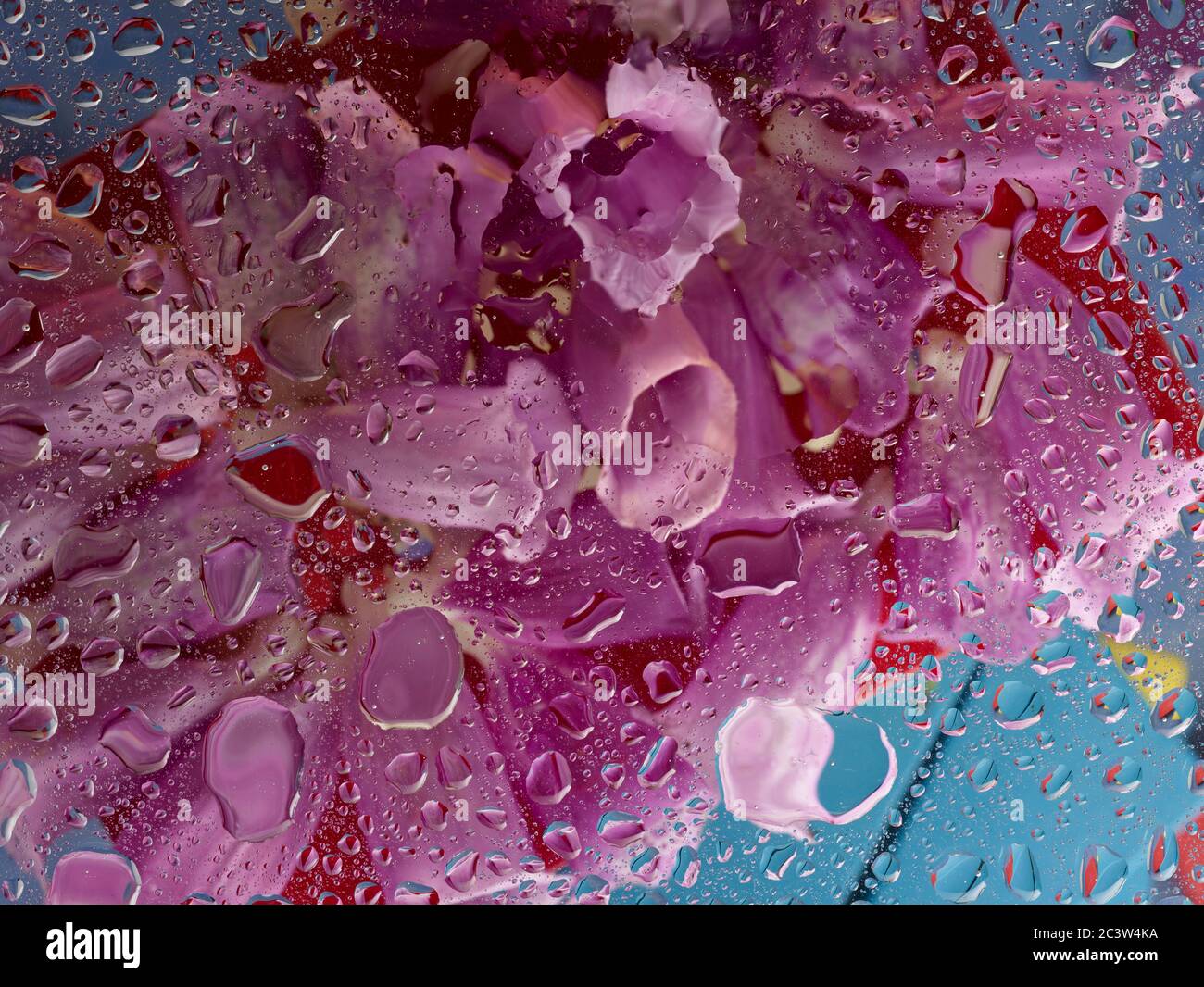 Digitalis (foxglove) petals and pronounced water droplets, beauty in ...