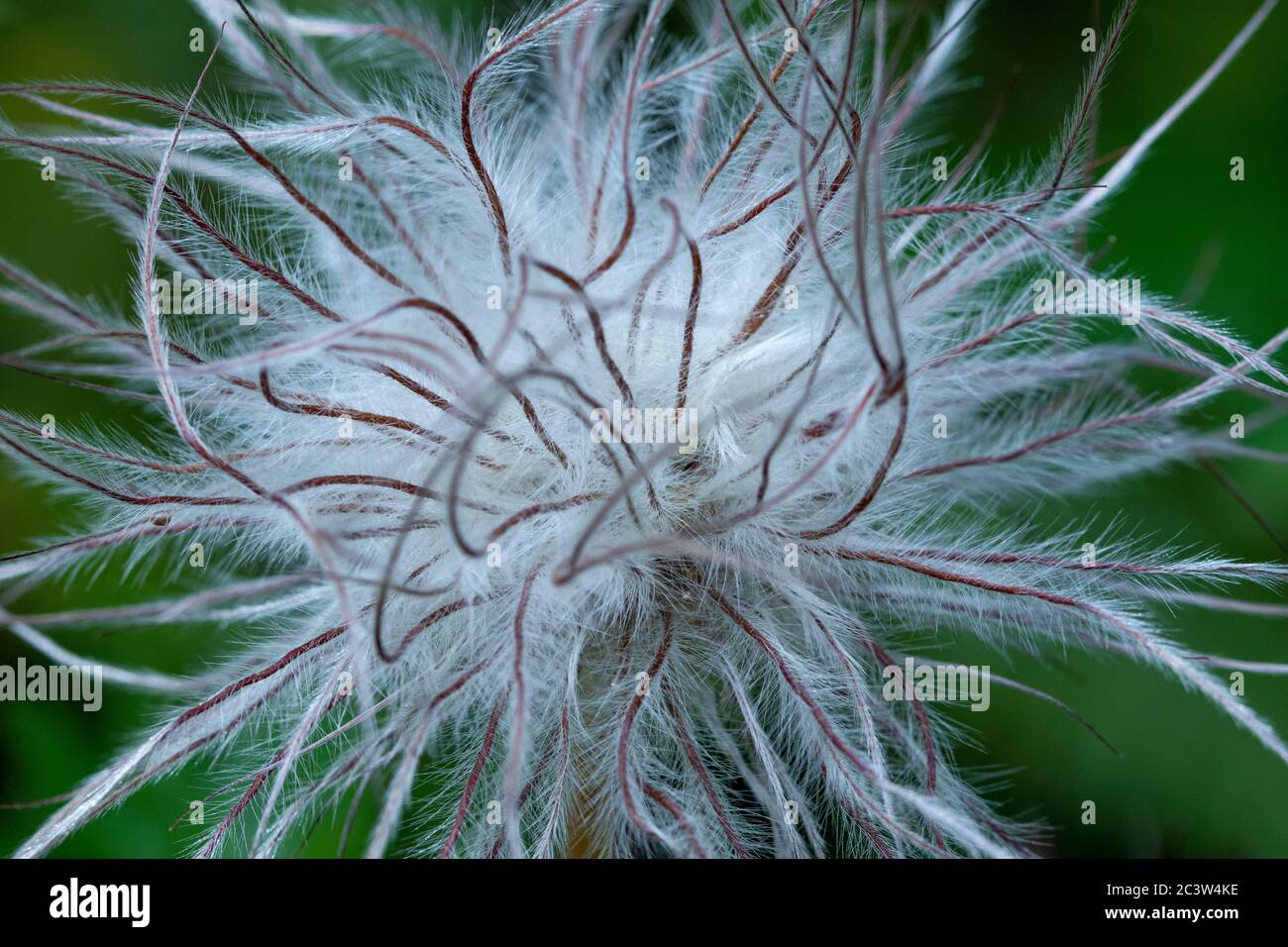Feathery flower hi-res stock photography and images - Alamy