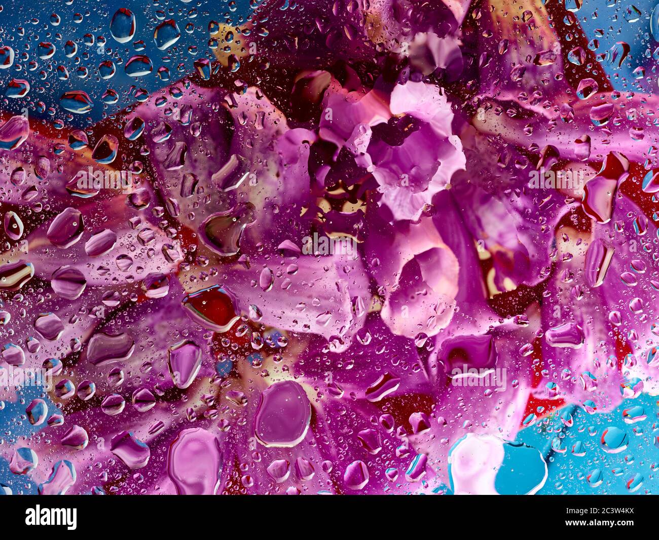 Digitalis (foxglove) petals and pronounced water droplets, beauty in ...