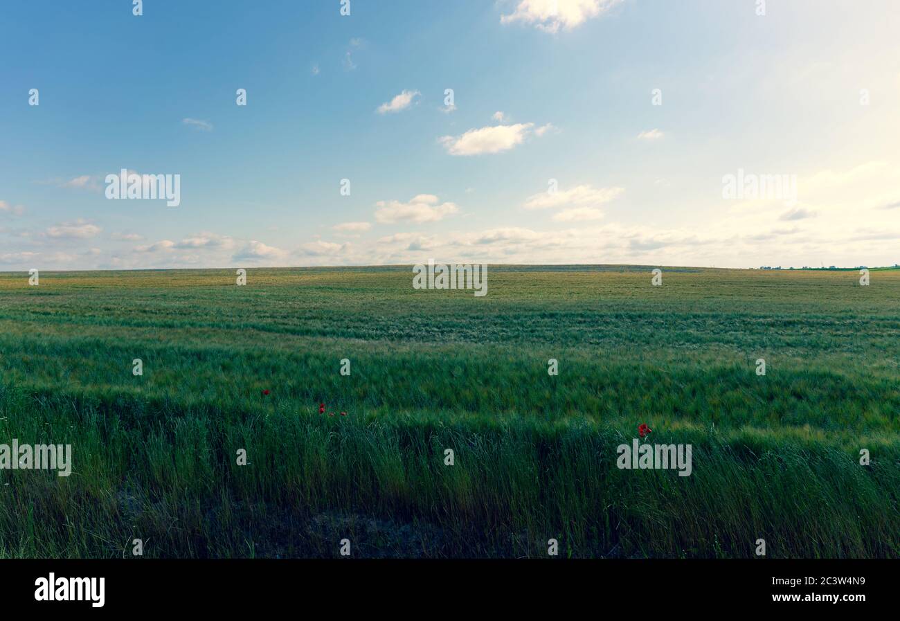 Field with young stalks of crops Stock Photo - Alamy