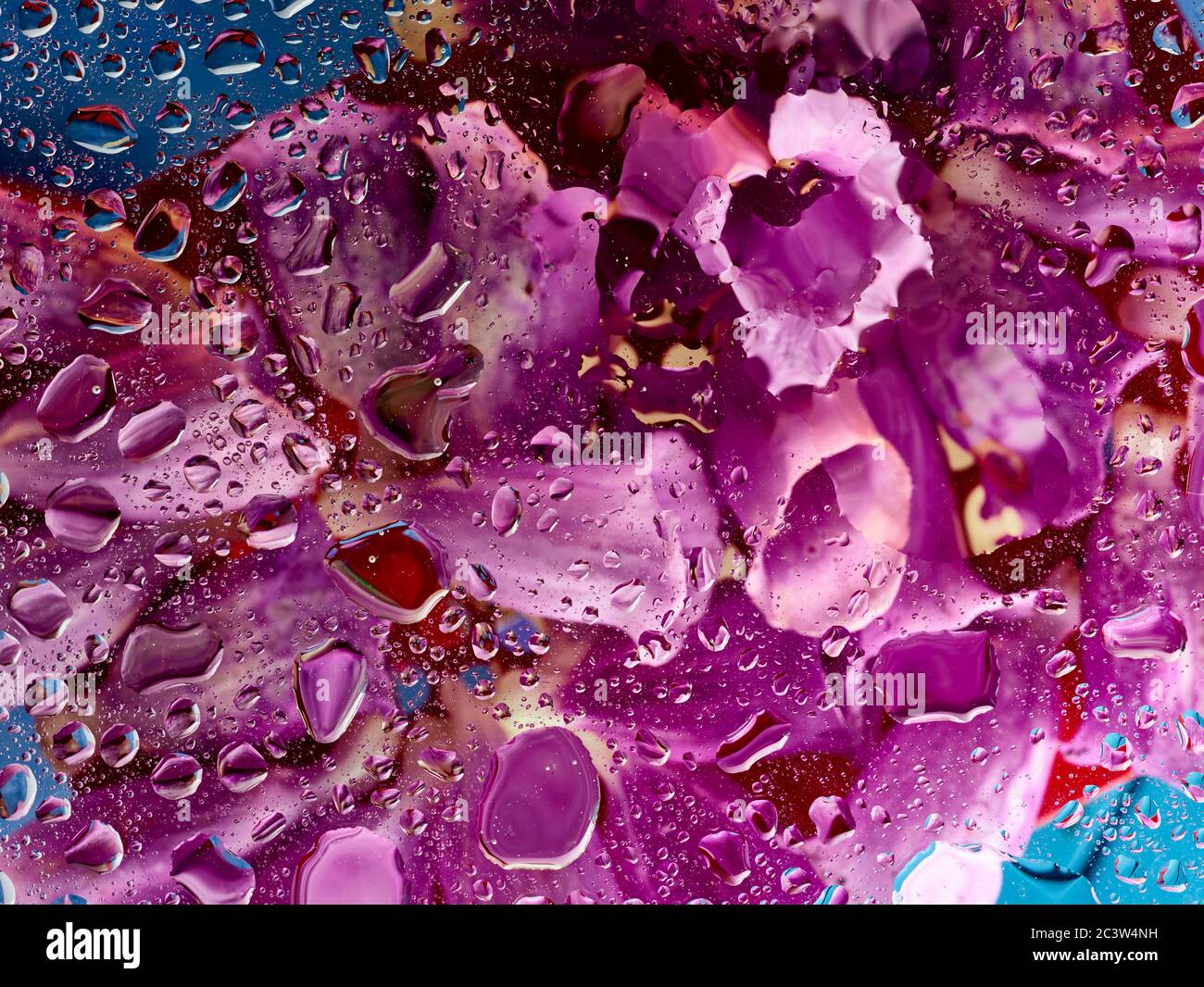 Digitalis (foxglove) petals and pronounced water droplets, beauty in ...