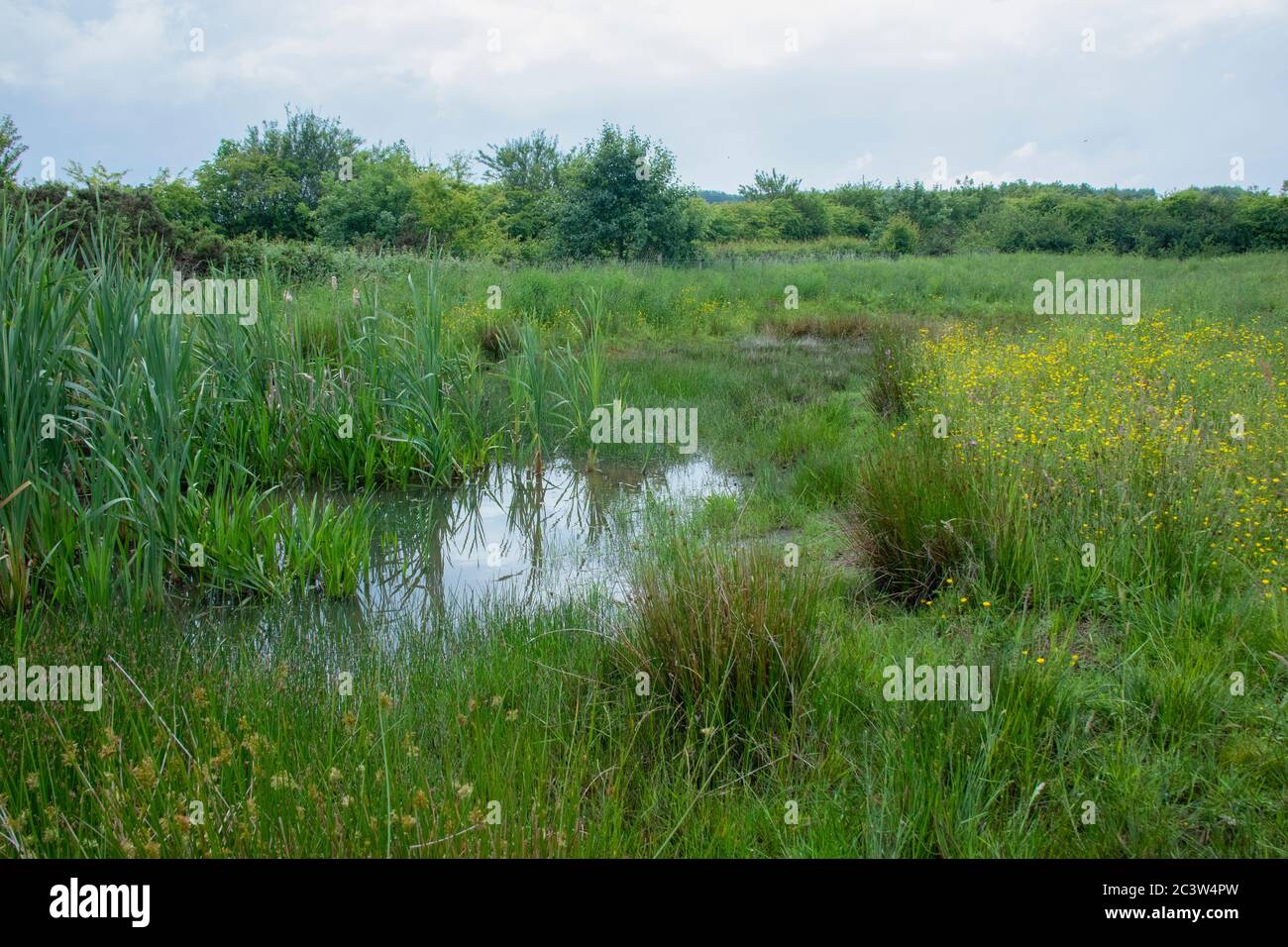 Pond in wildflower meadow in summer Stock Photo - Alamy