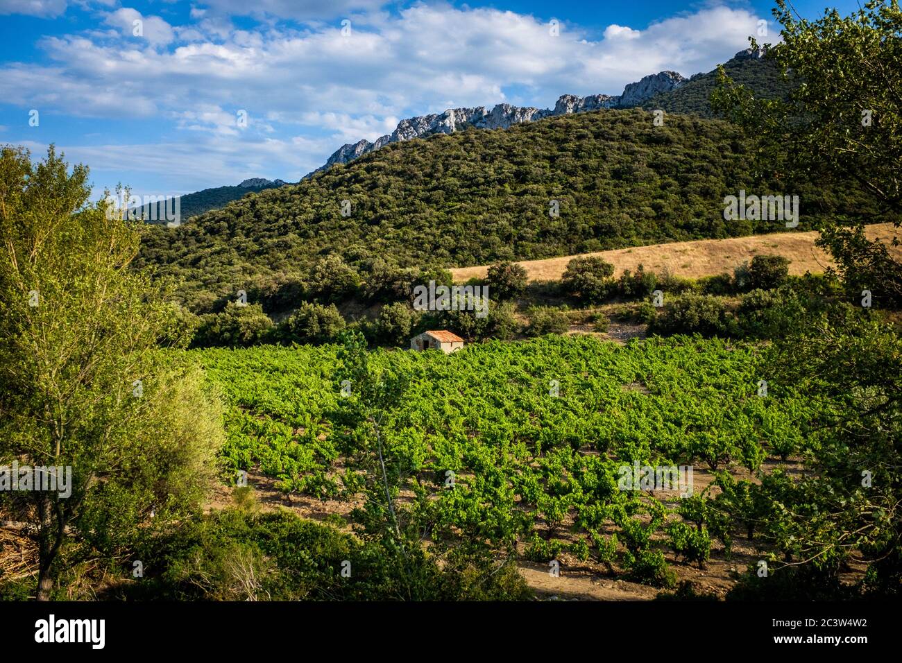 Small vineyard of Maury-Saint-Paul-de-Fenouillet on the foothills of ...