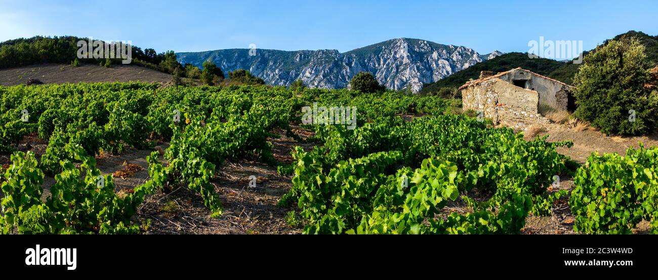 Small vineyard hi-res stock photography and images - Alamy