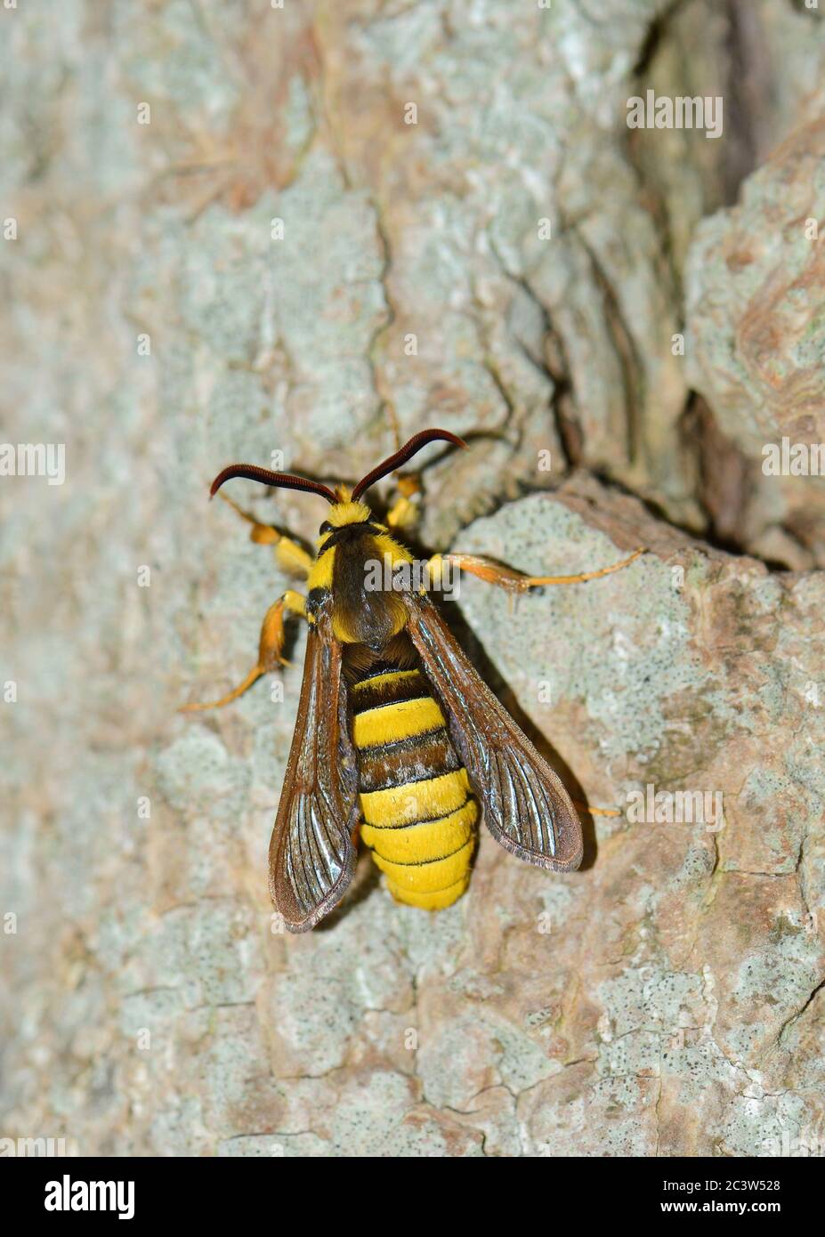 Hornet moth hi-res stock photography and images - Alamy
