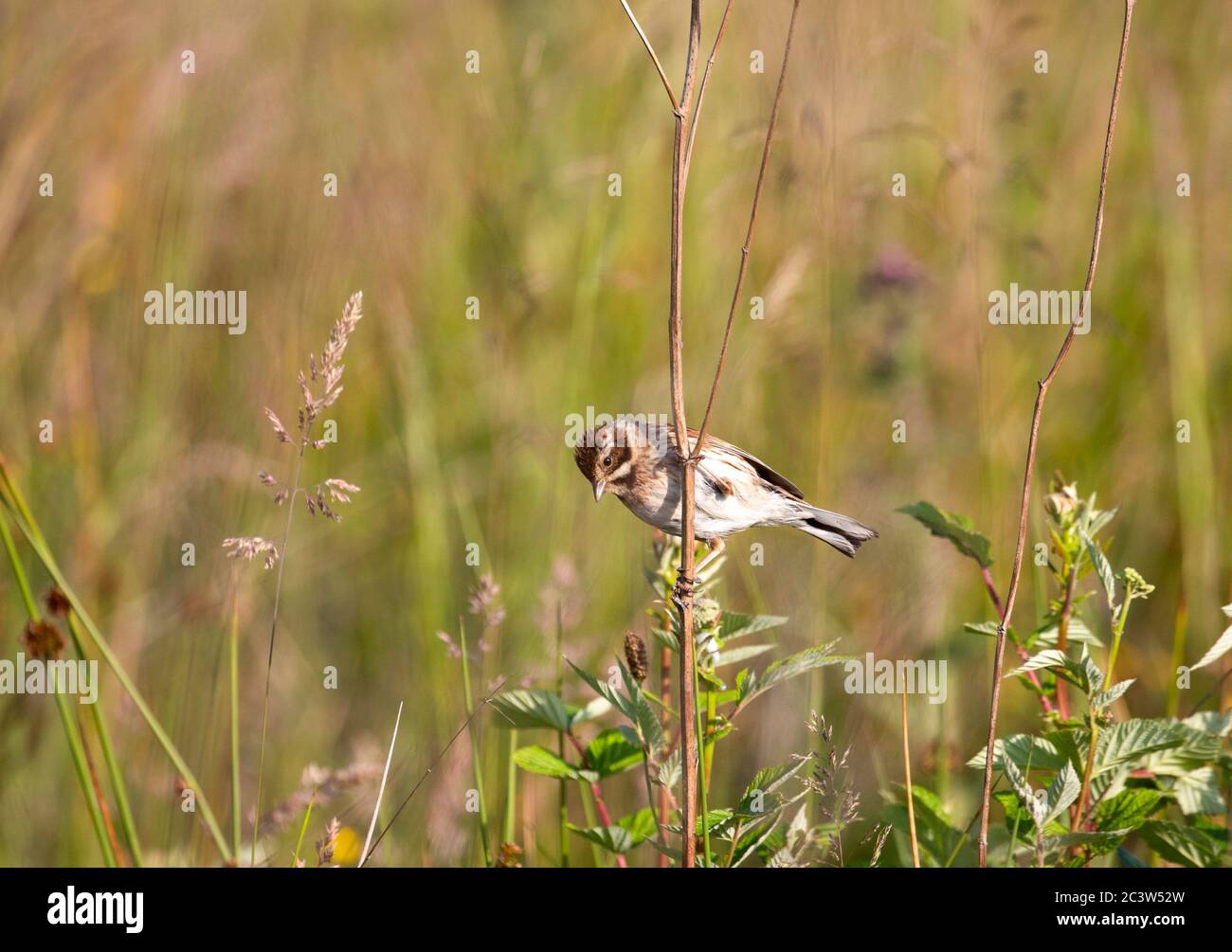 Female reed bunting perched hi-res stock photography and images - Alamy