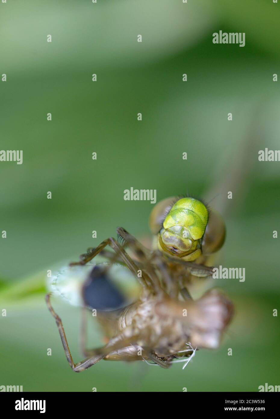 Iris Life Cycle High Resolution Stock Photography and Images - Alamy