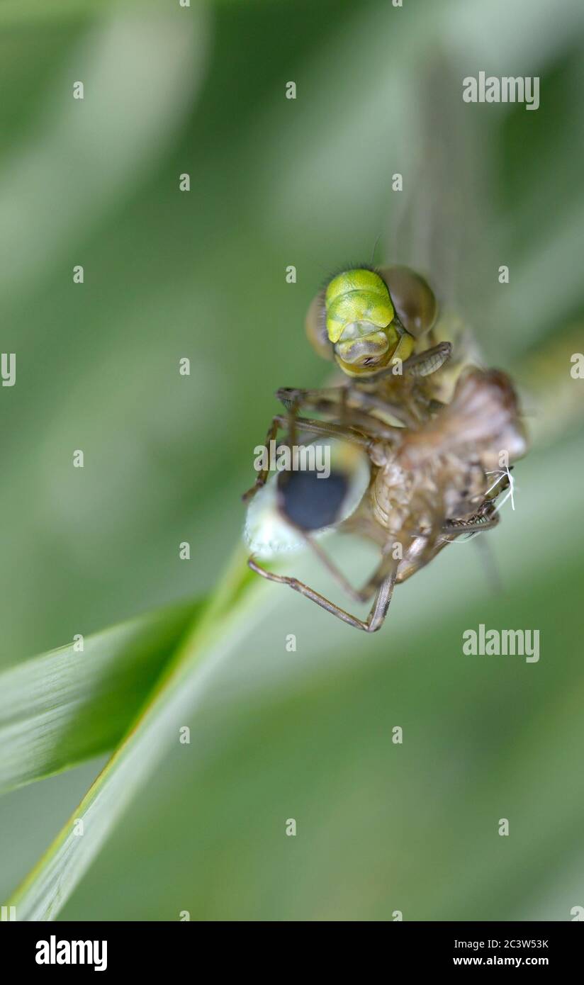 Iris Life Cycle High Resolution Stock Photography and Images - Alamy