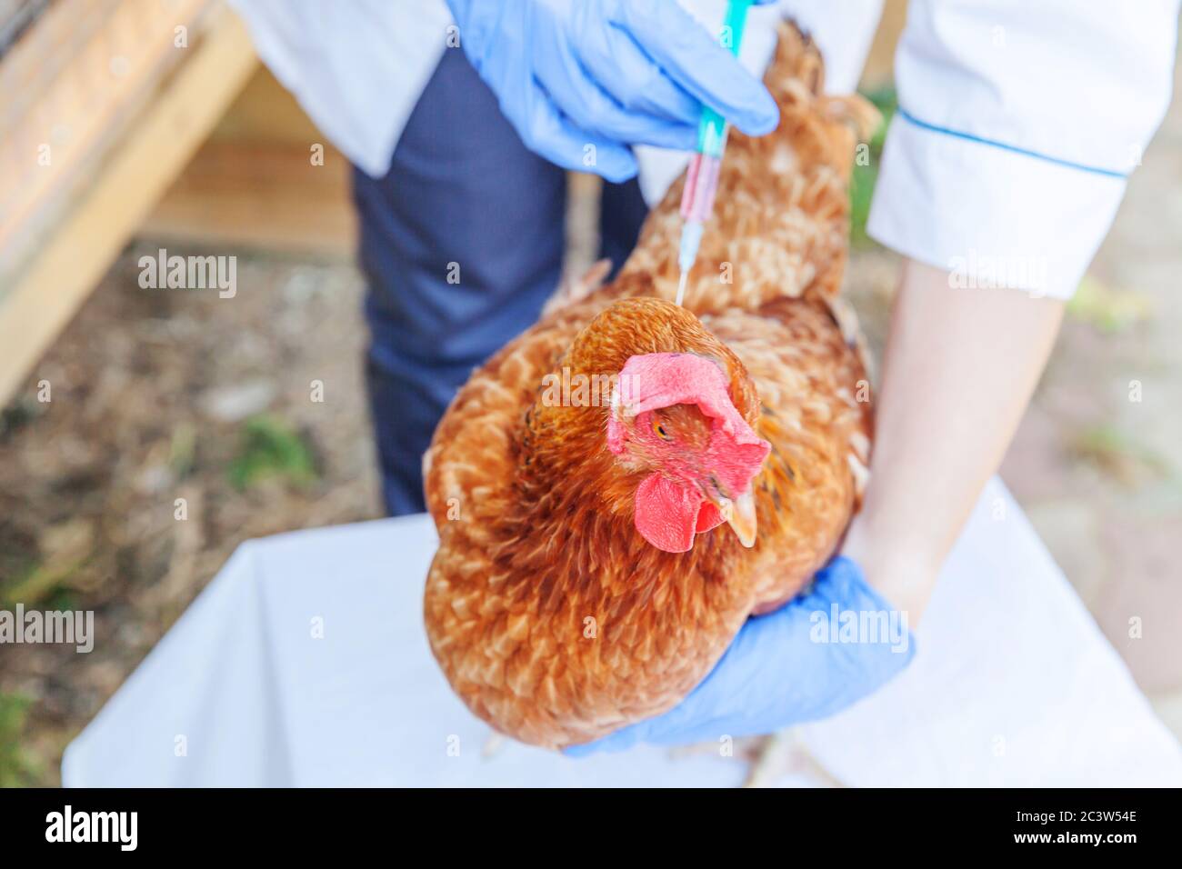 Veterinarian woman with syringe holding and injecting chicken on ranch ...