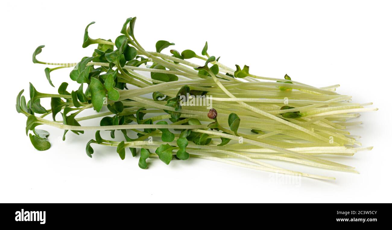 Bunch of micro green sprouts isolated on white background Stock Photo ...