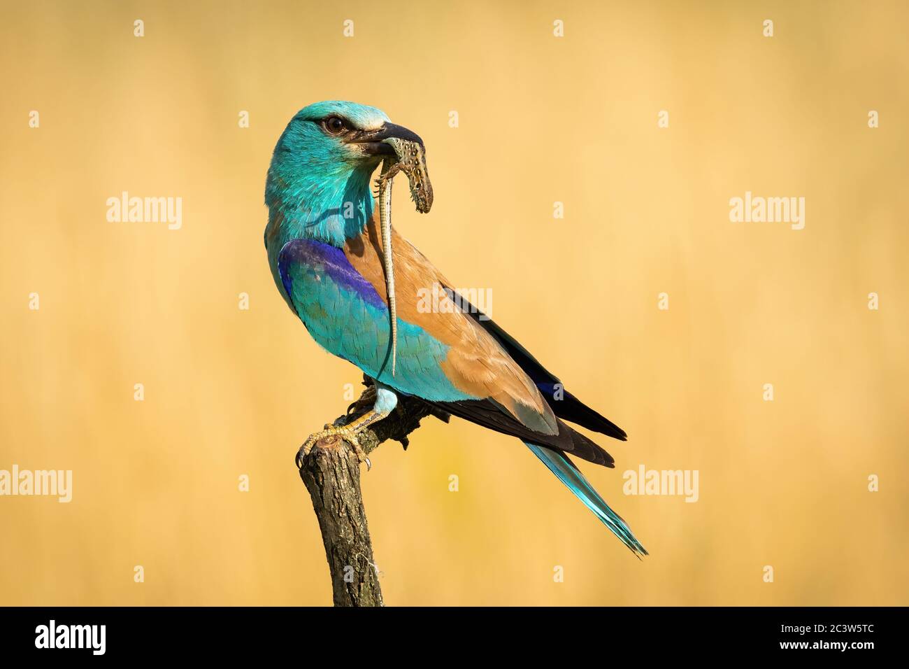 Lizard on shoulder hi-res stock photography and images - Alamy