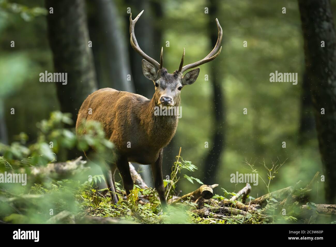 Red deer stag standing in forest with branches on the ground and facing ...