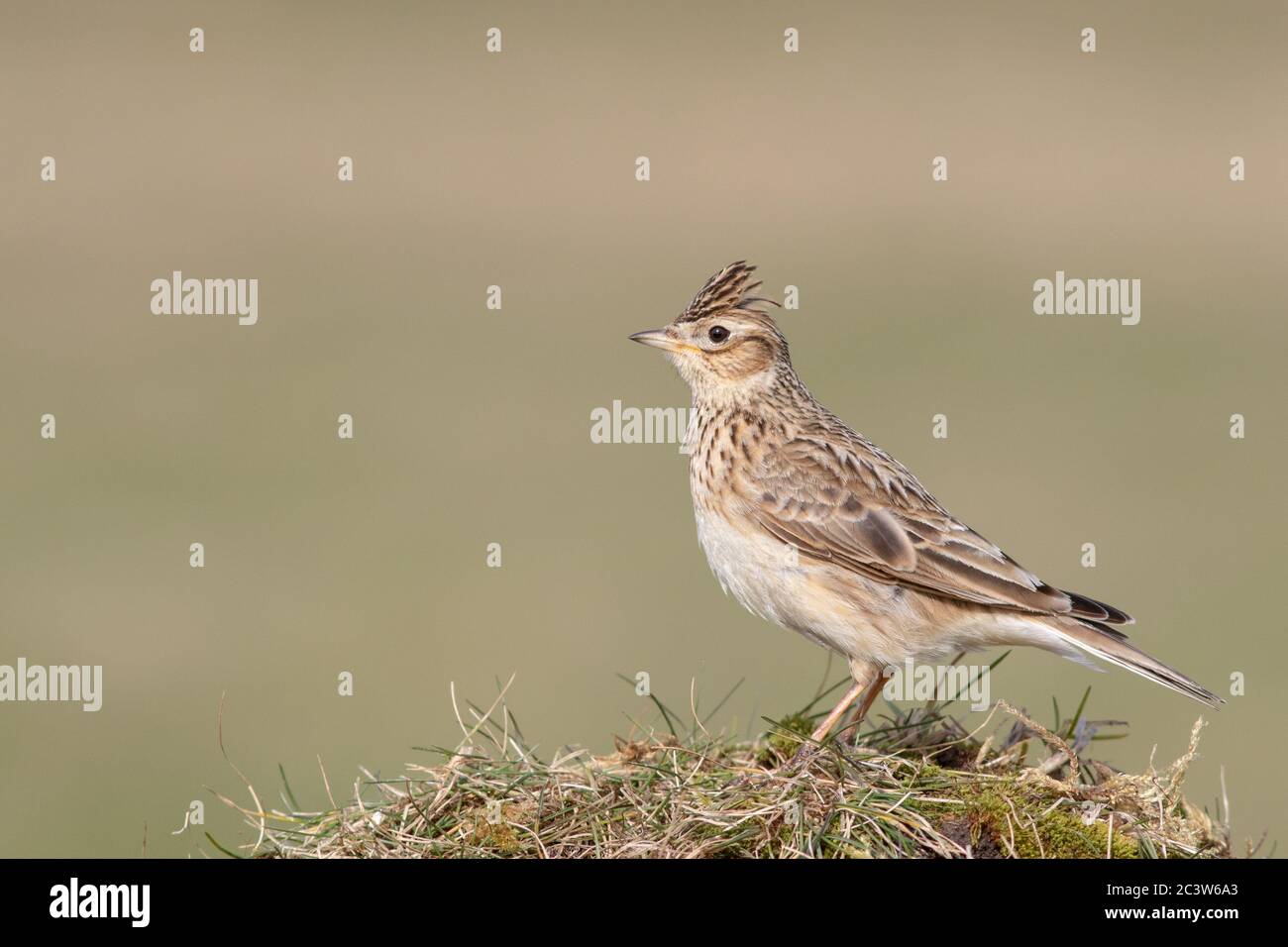 A male Eurasian Skylark (Alauda arvensis) displays to attract a mate ...