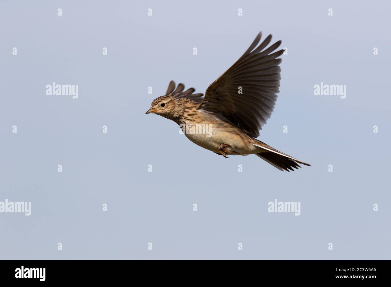 A male Eurasian Skylark (Alauda arvensis) displays to attract a mate ...