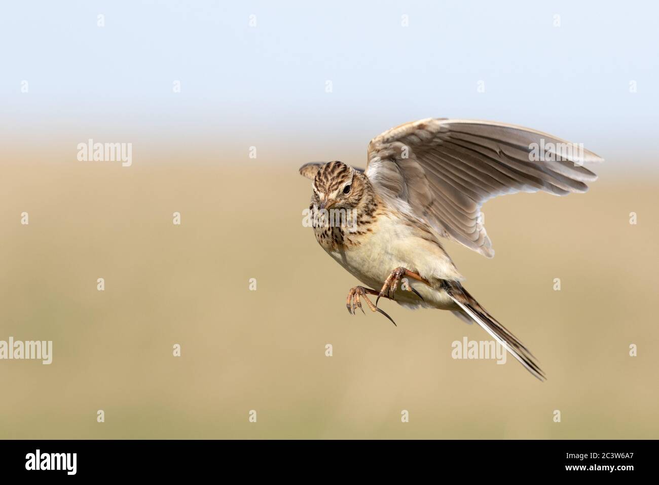 Skylark flying hi-res stock photography and images - Alamy