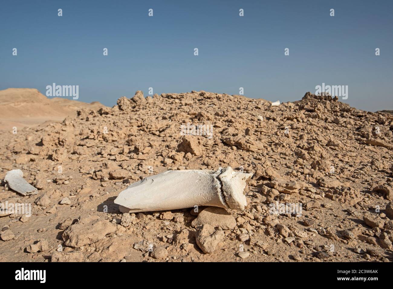 Old dried animal bone rotting decomposing in remote arid harsh desert ...