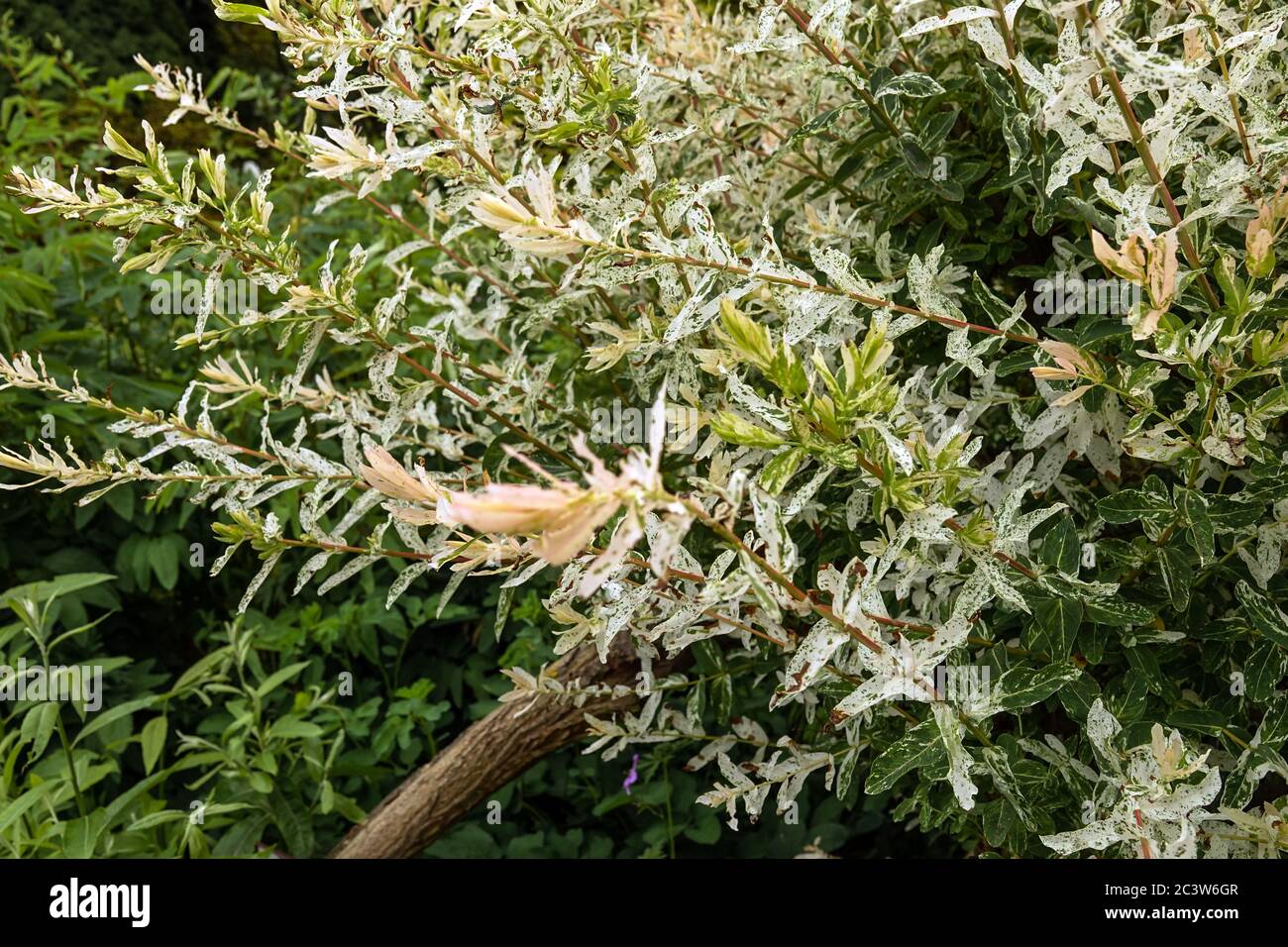 Hakuro nishiki hi-res stock photography and images - Alamy