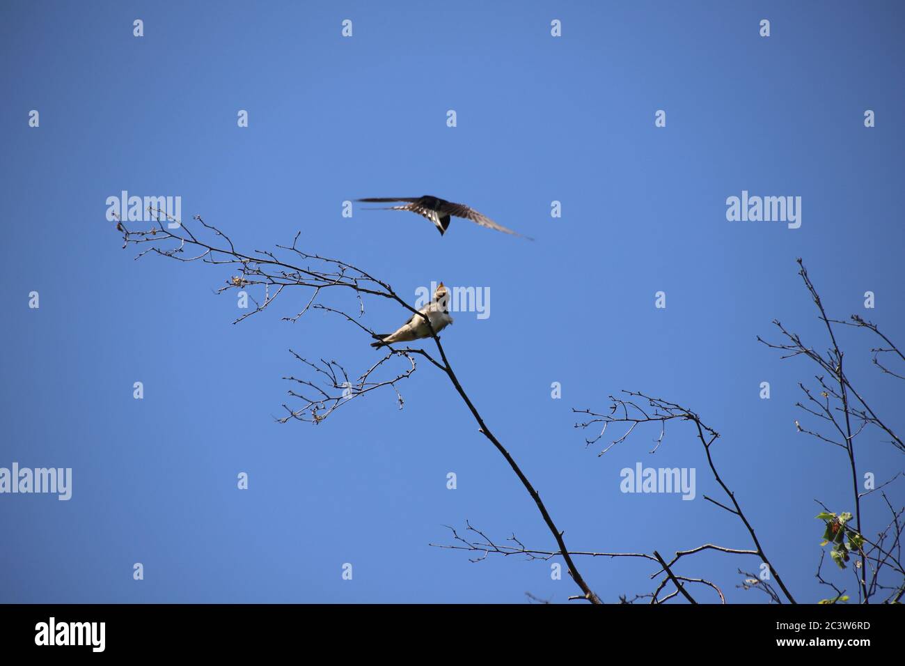 Barn Swallow on the wing feeding it's young Stock Photo - Alamy