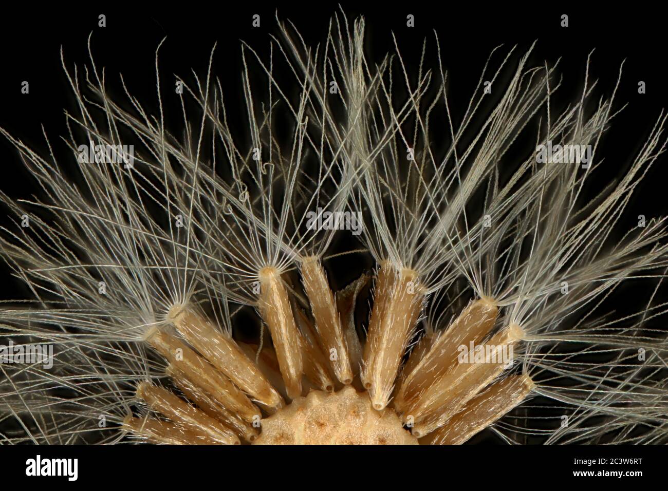 Black achenes hi-res stock photography and images - Alamy