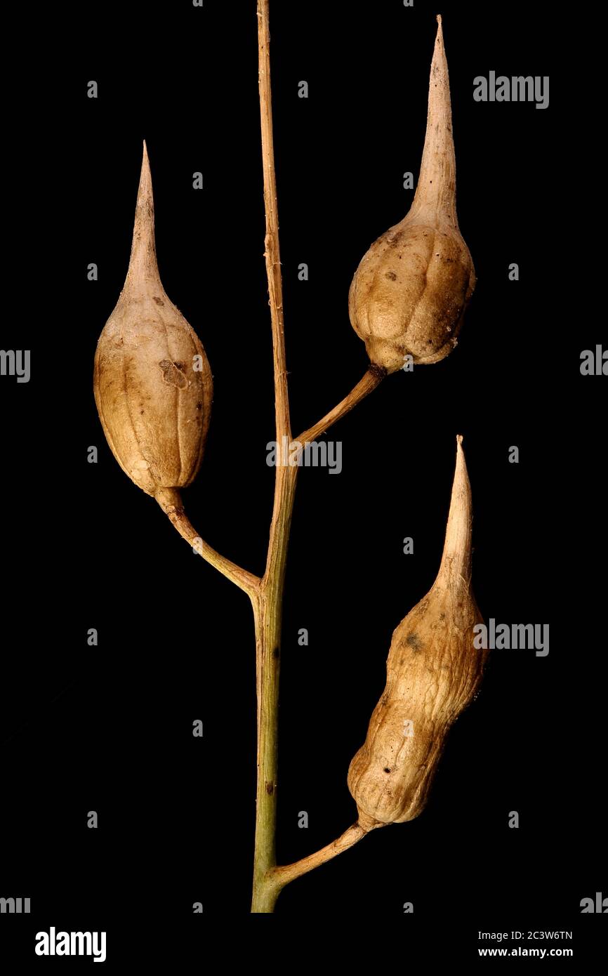 Raphanus sativus botanical illustration hi-res stock photography and ...