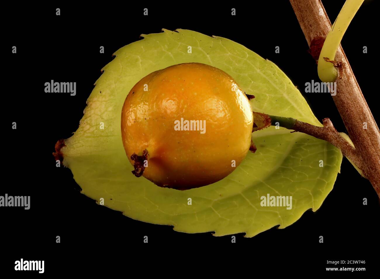 Staff Vine High Resolution Stock Photography and Images - Alamy