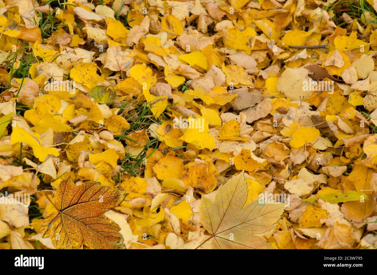 Autumn leaf texture. Colored falling leafs. Autumn leaves lying on the ...