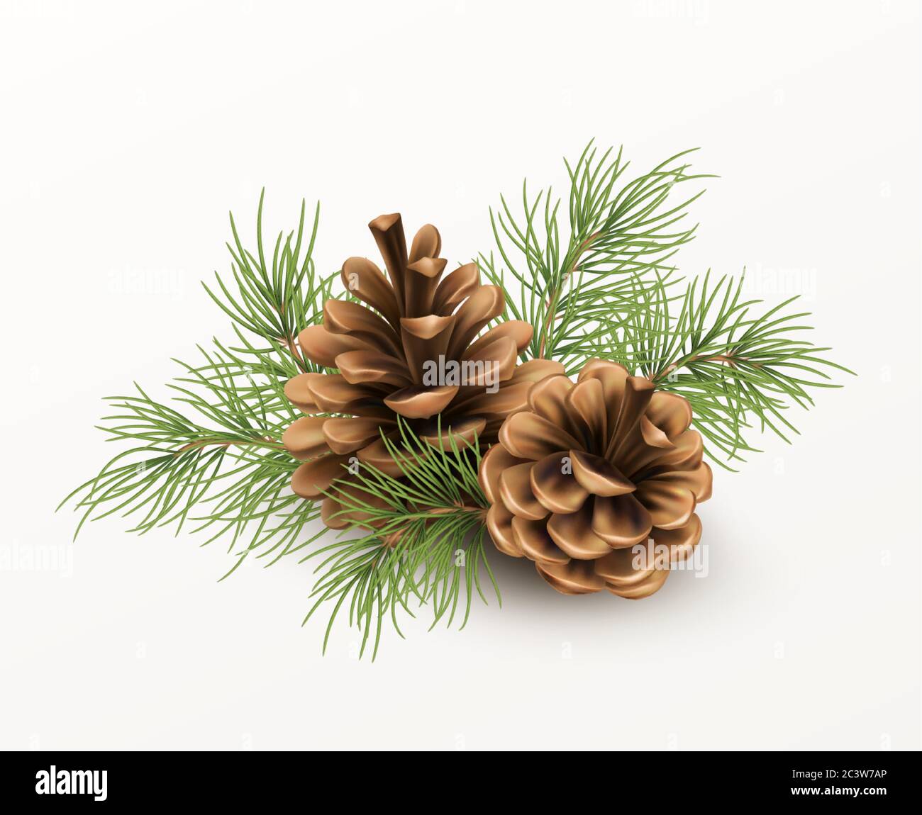 Pine tree cone realistic Stock Vector Images - Alamy