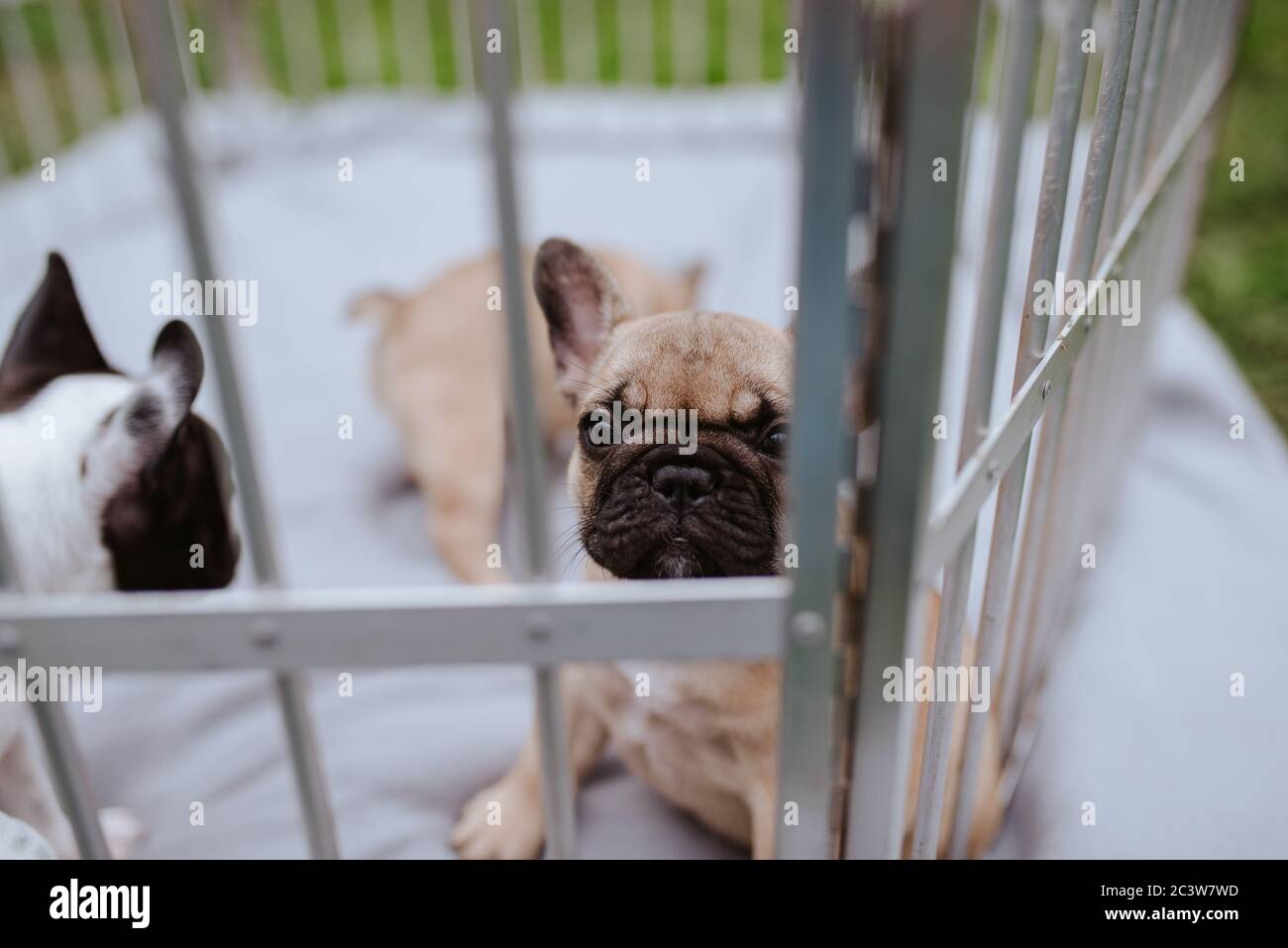 Beautiful puppies of the French Bulldog breed in a cage Stock Photo - Alamy