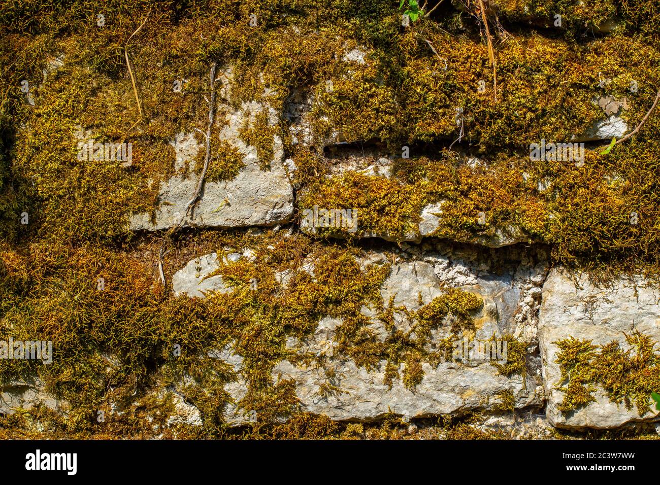 Dry moss and ivy covering a natural stone wall for Background or ...