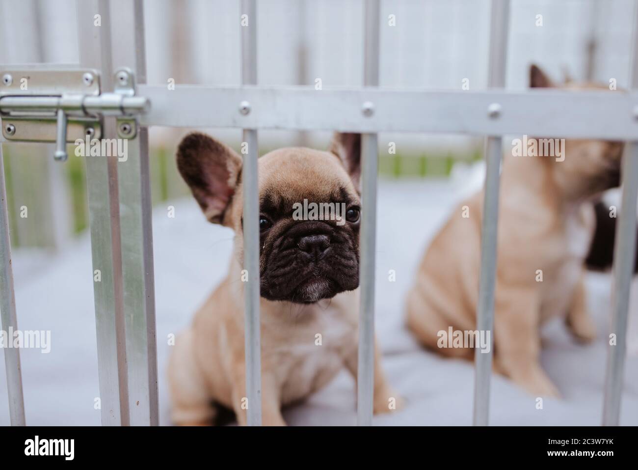 Beautiful puppies of the French Bulldog breed in a cage Stock Photo - Alamy