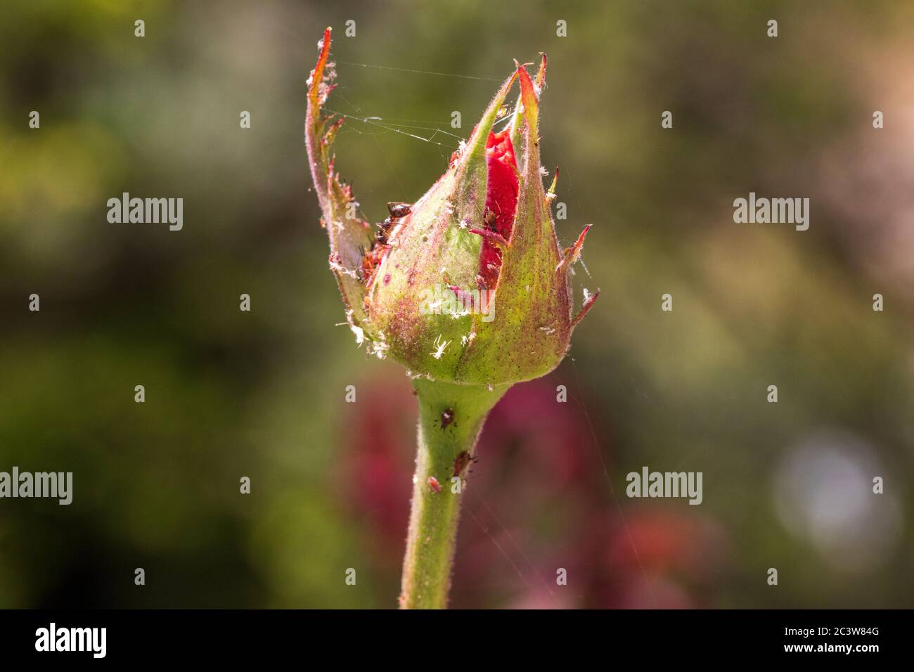 Rose bud Covered with Bugs Stock Photo - Alamy