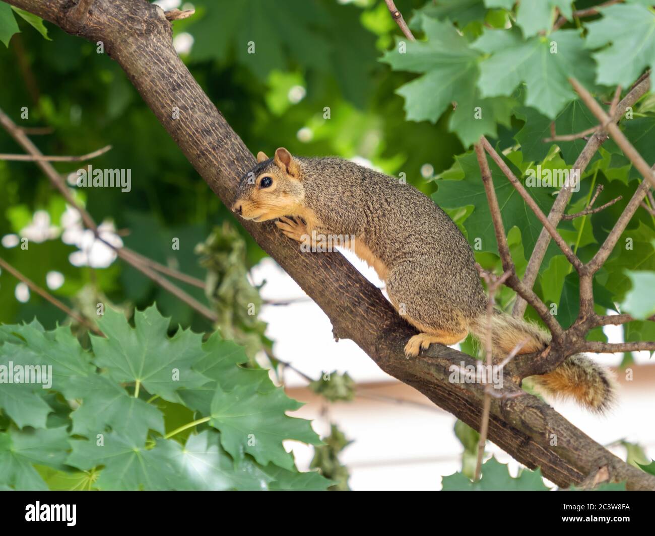 Squirrel perched on a tree branch surrounded by green leaves, looking ...