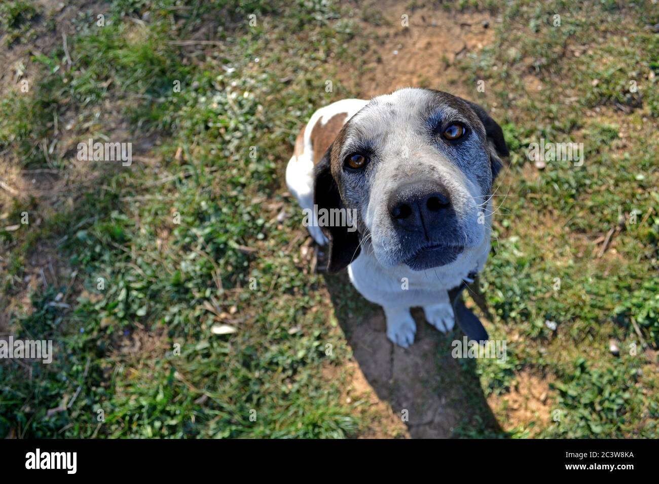 A dog from above looking at the camera Stock Photo - Alamy