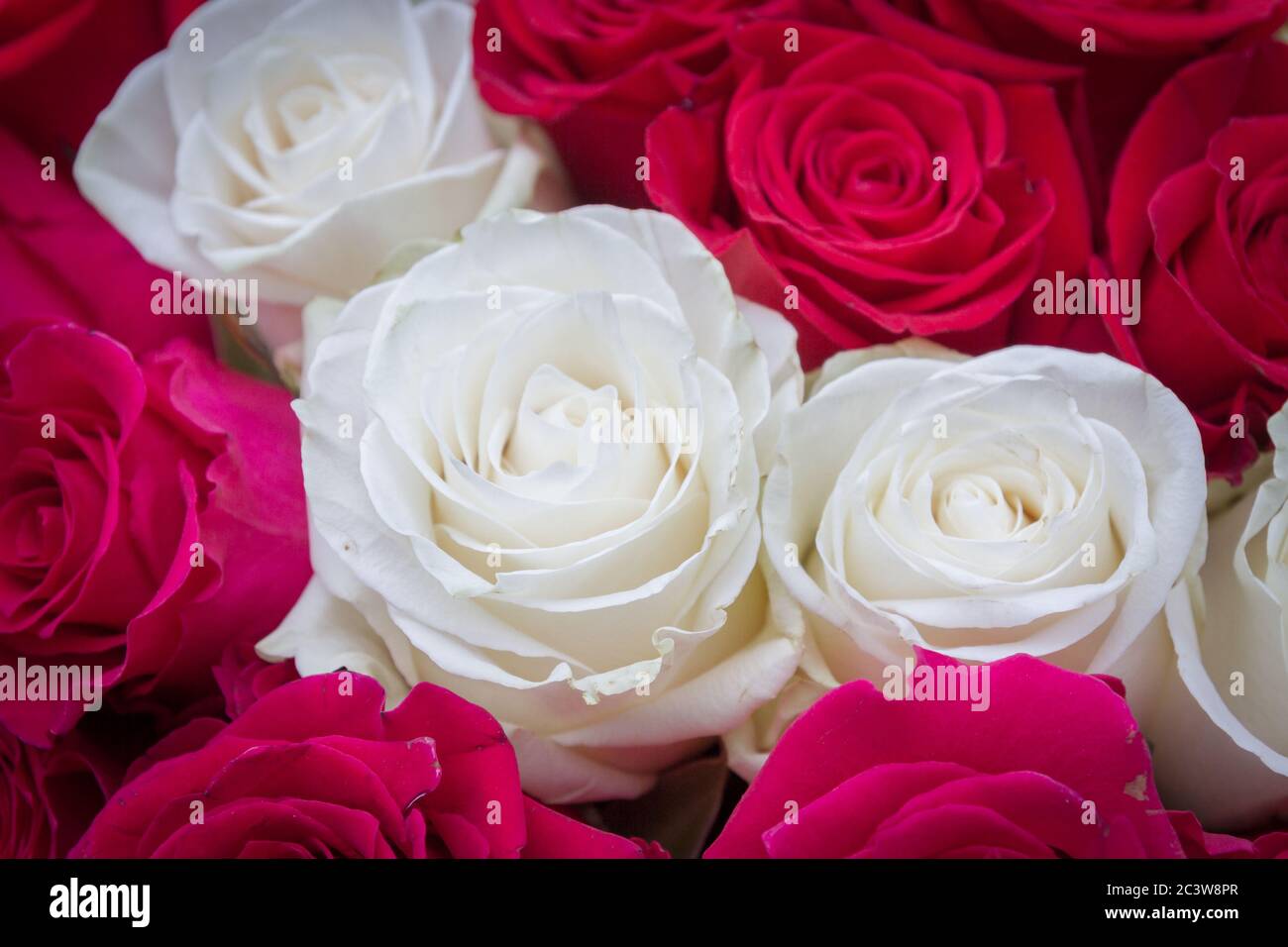 Multi colored bouquet hi-res stock photography and images - Alamy