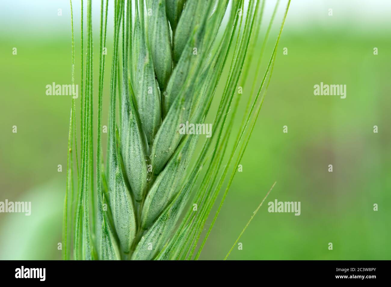 Ear of grain hi-res stock photography and images - Alamy