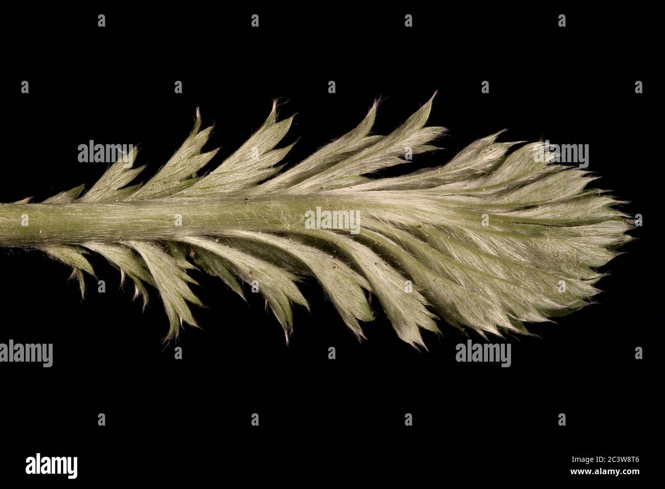 Silverweed botanical illustration hi-res stock photography and images ...