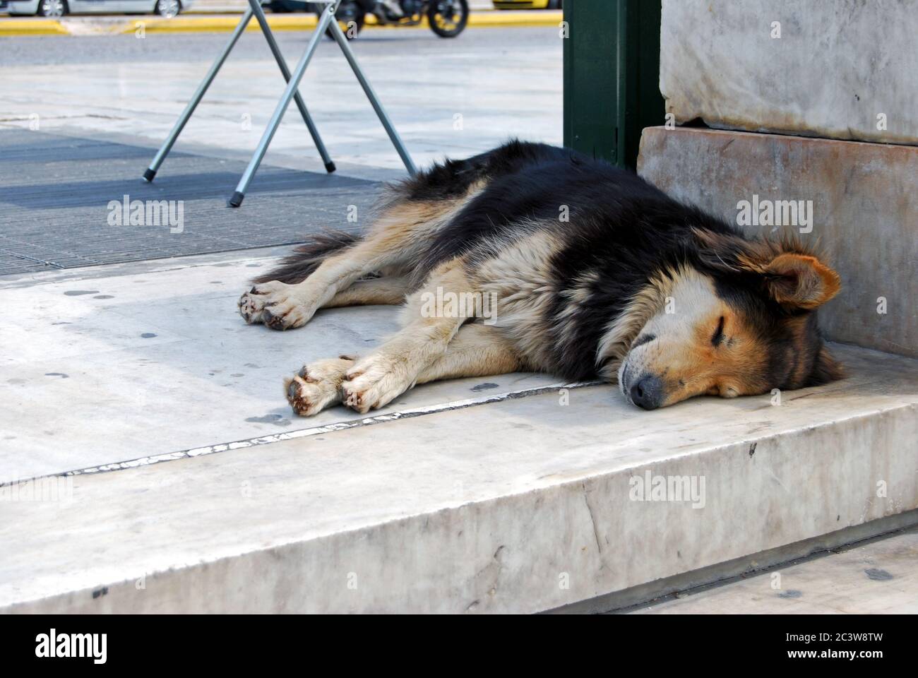 Animal of athens hi-res stock photography and images - Alamy
