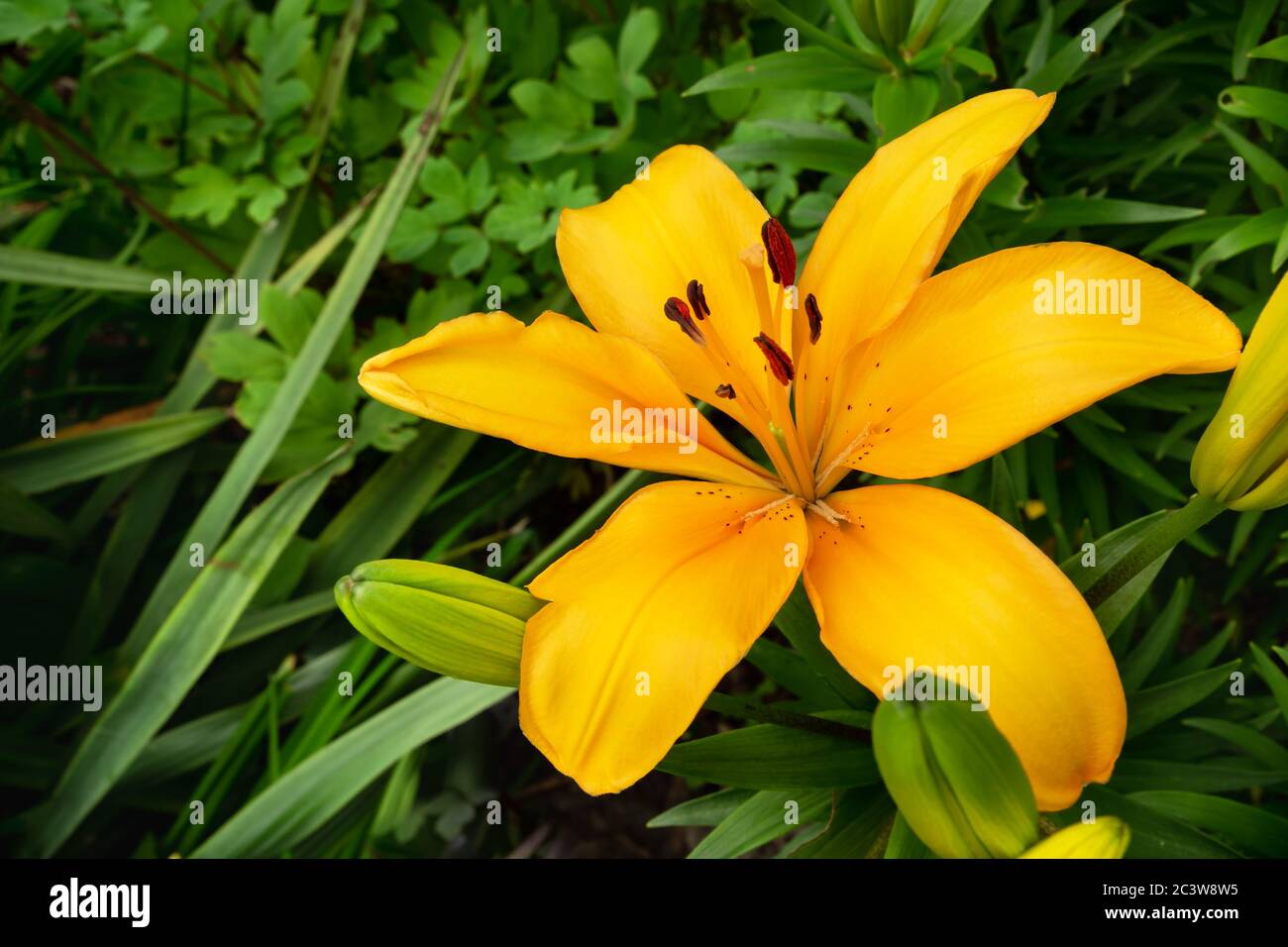 Lily yellow hi-res stock photography and images - Alamy