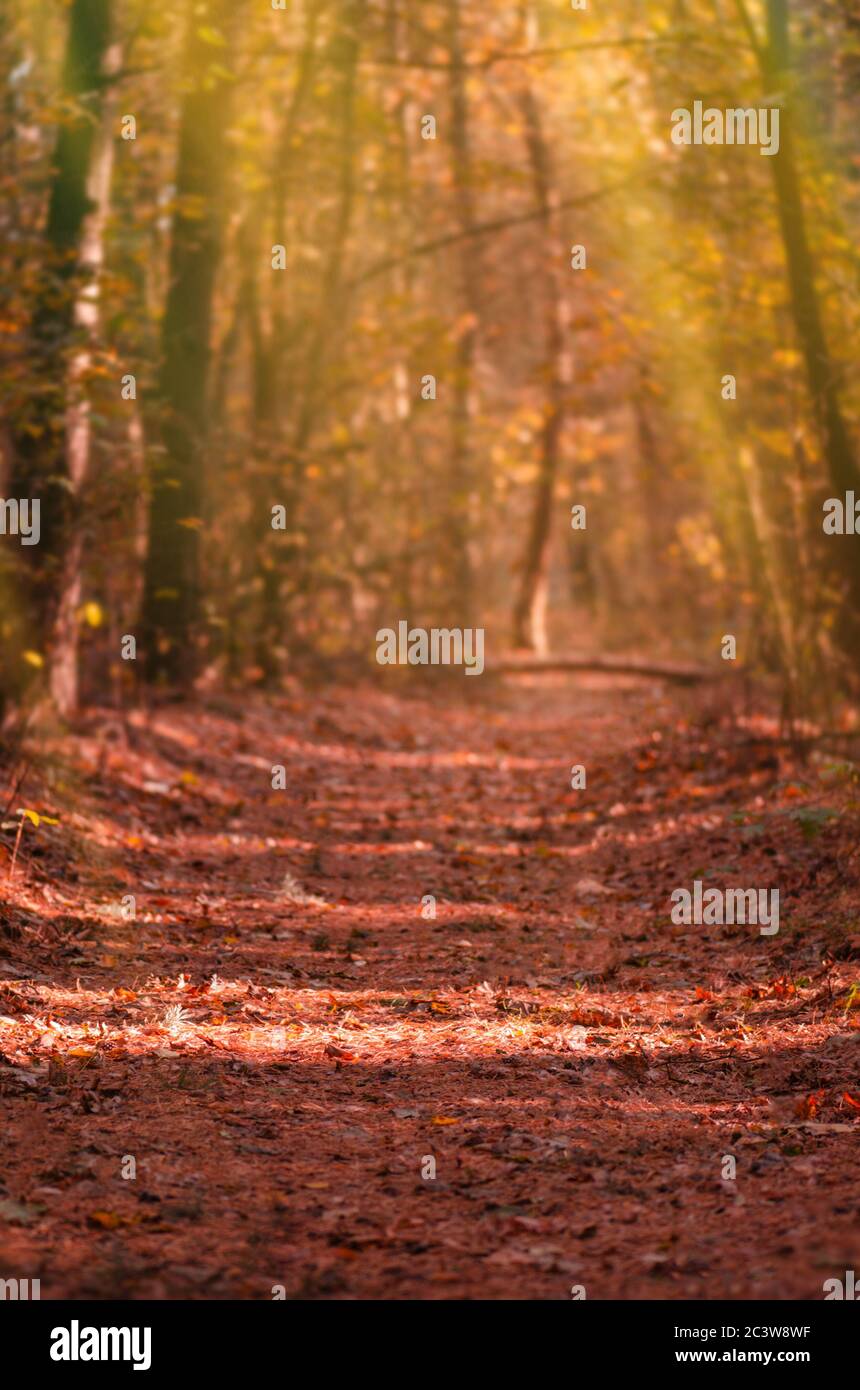 Autumn walk with old road in the forest. Autumn landscape with road at ...