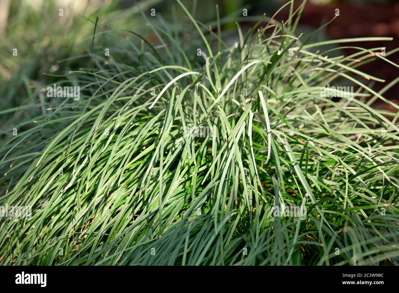 Indian lemon grass hi-res stock photography and images - Alamy