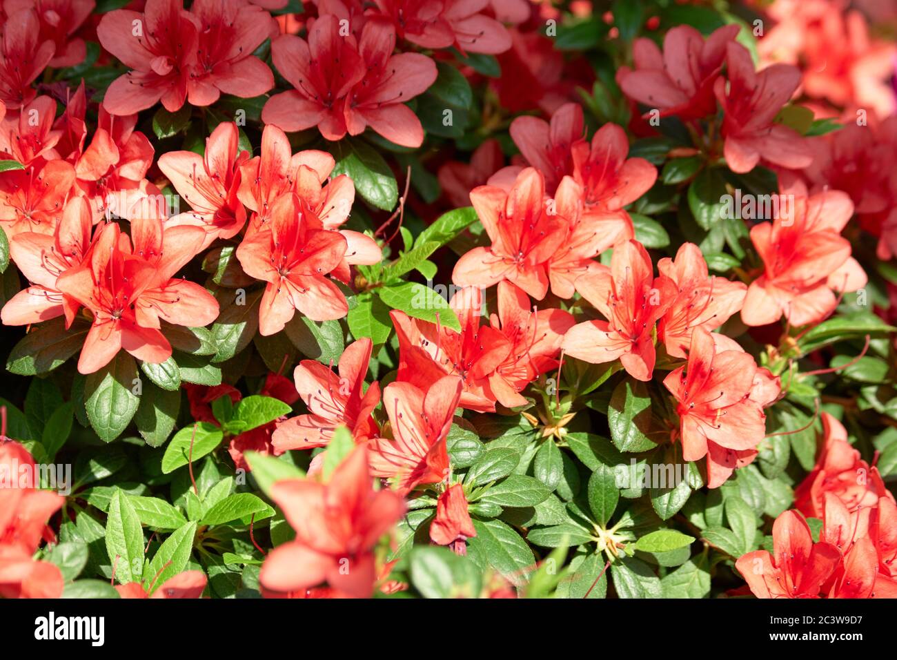 Beautiful red flowers of Azalea close up Stock Photo - Alamy